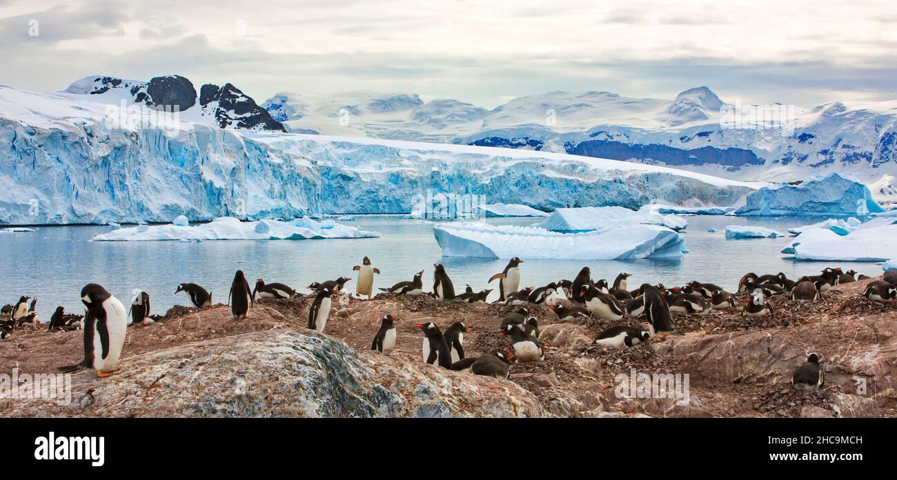 Group of penguins in their natural habitat in Antarctica Stock Photo ...