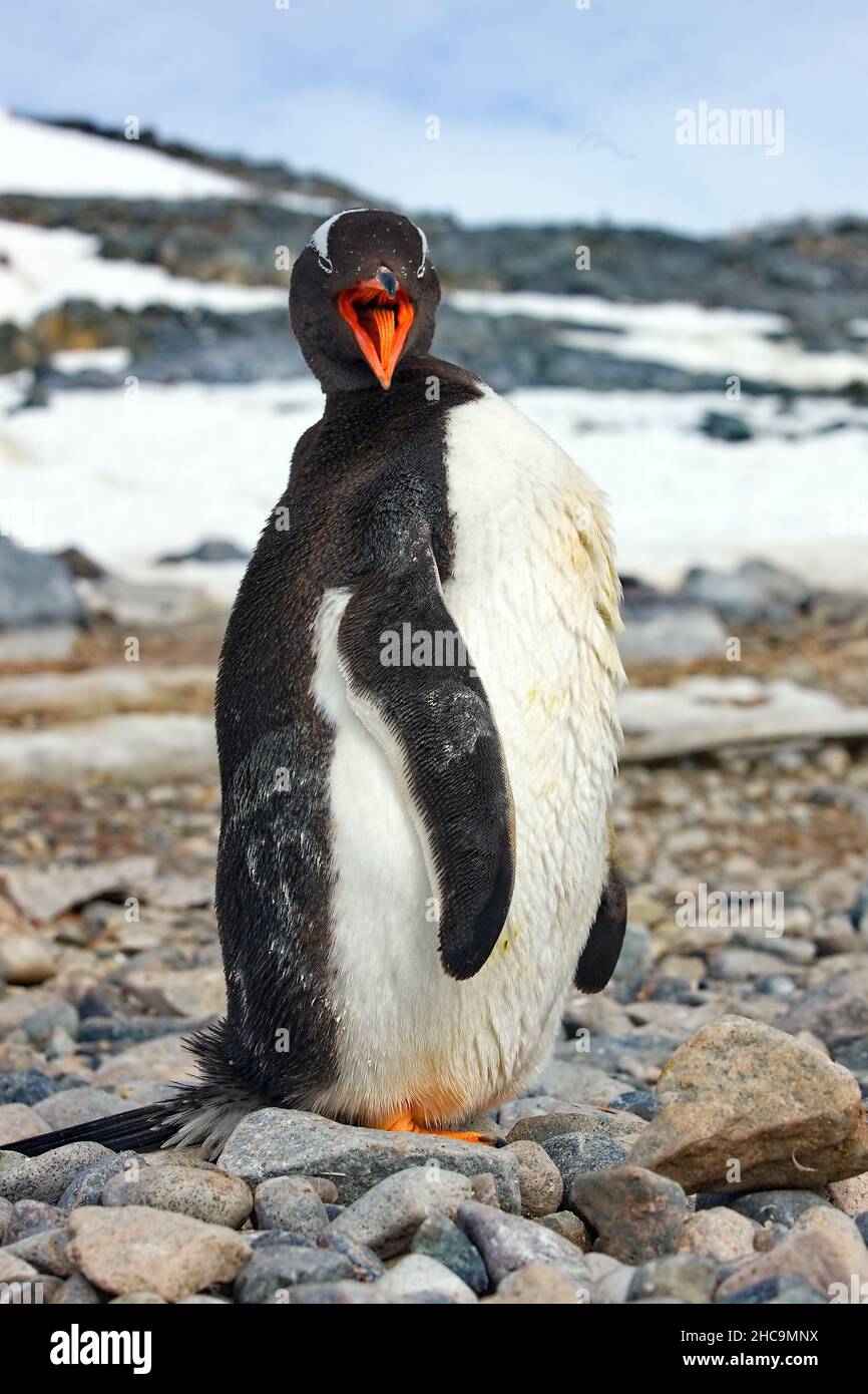 Gentoo penguin in focus hi-res stock photography and images - Alamy