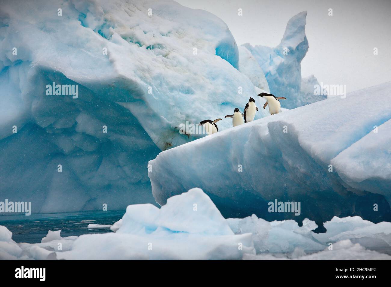 Cute penguins in the snowy Antarctica Continent Stock Photo - Alamy