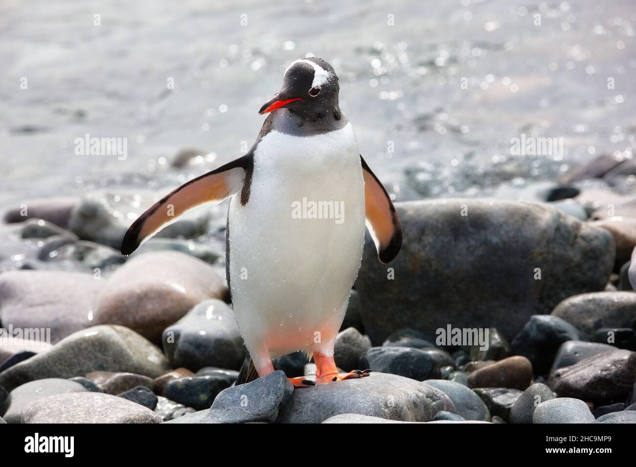 Adult wet penguin just got out from the ocean and standing on the rocks ...