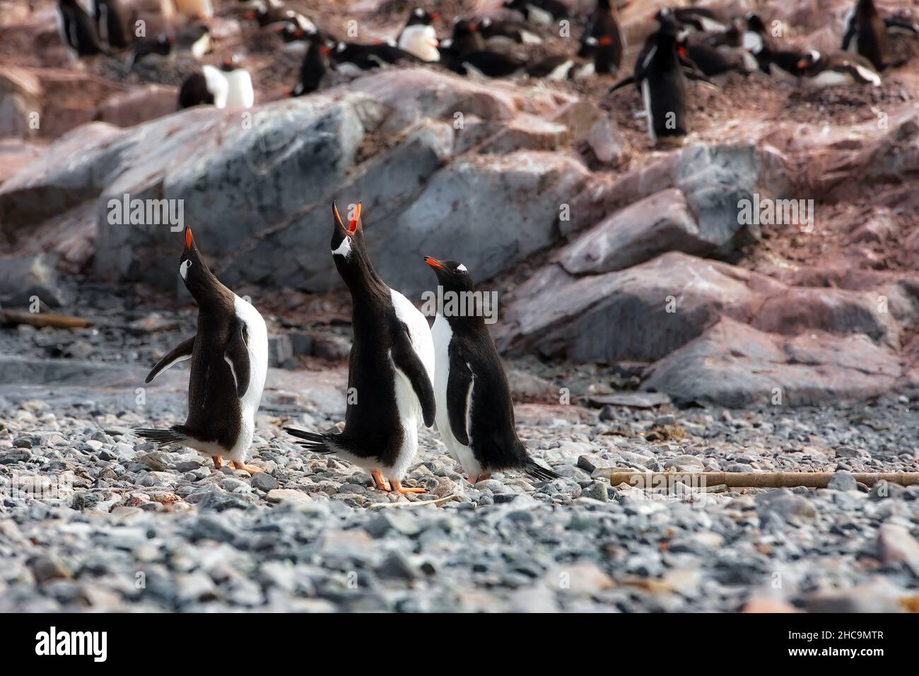 Tree penguins singing as loud as they can and others lying on the ...