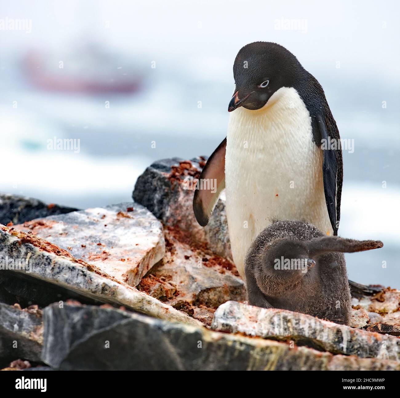 Male penguin rock hi-res stock photography and images - Alamy