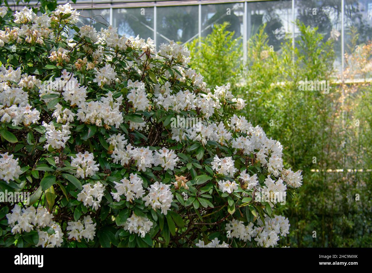 Landscape of Rhododendron simsii azaleas at Garten der Welt Marzahn ...