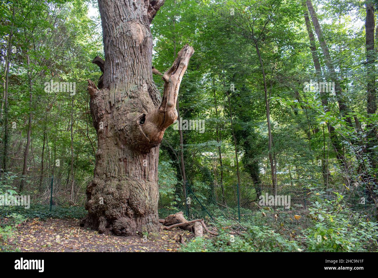 Landscape of Dicke Fat Marie Berlin's oldest tree in Tegel Forest ...