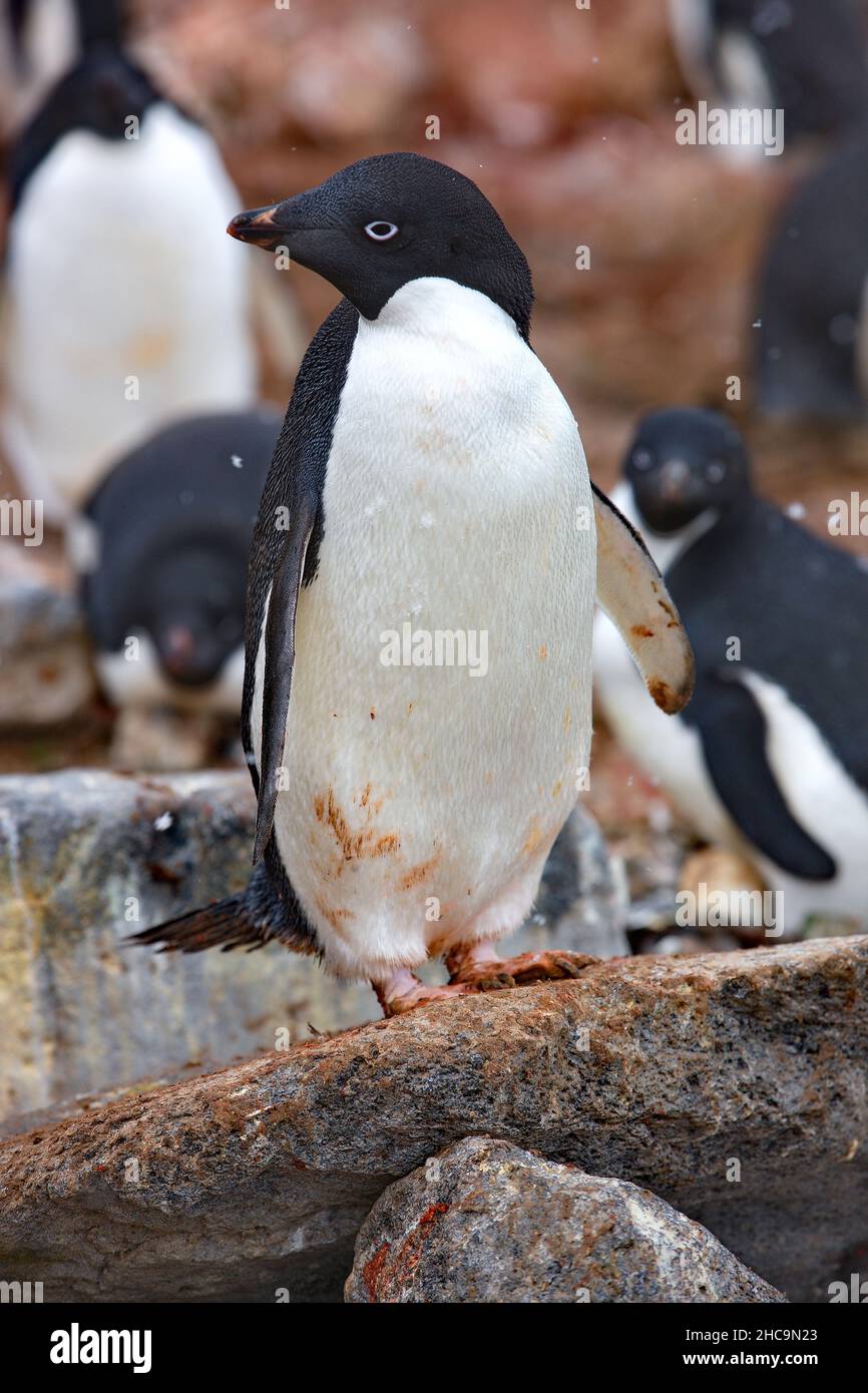 Vertical shot cute penguins hi-res stock photography and images - Alamy