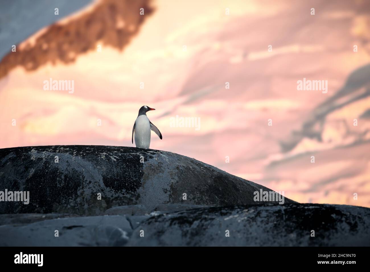 Penguin in its natural habitat in Antarctica Stock Photo - Alamy