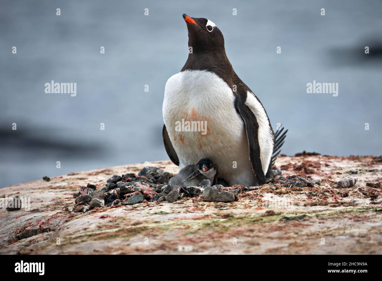 Protecting the child hi-res stock photography and images - Alamy