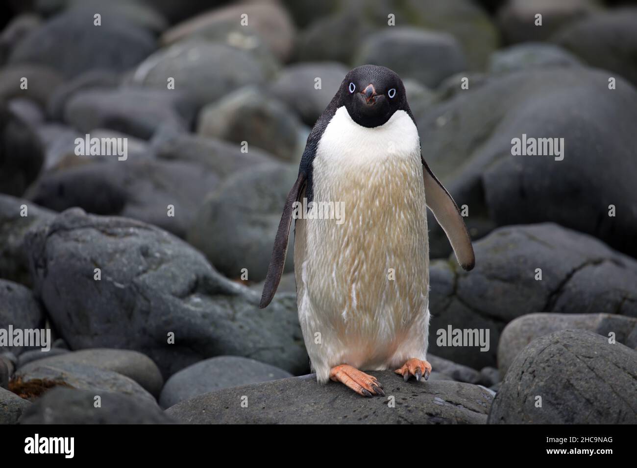 Cute penguins in the snowy Antarctica Continent Stock Photo - Alamy