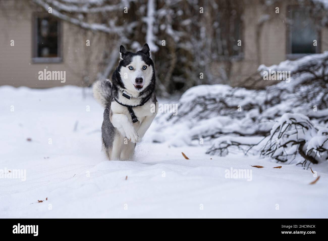 Fast running siberian husky in the yard Stock Photo - Alamy