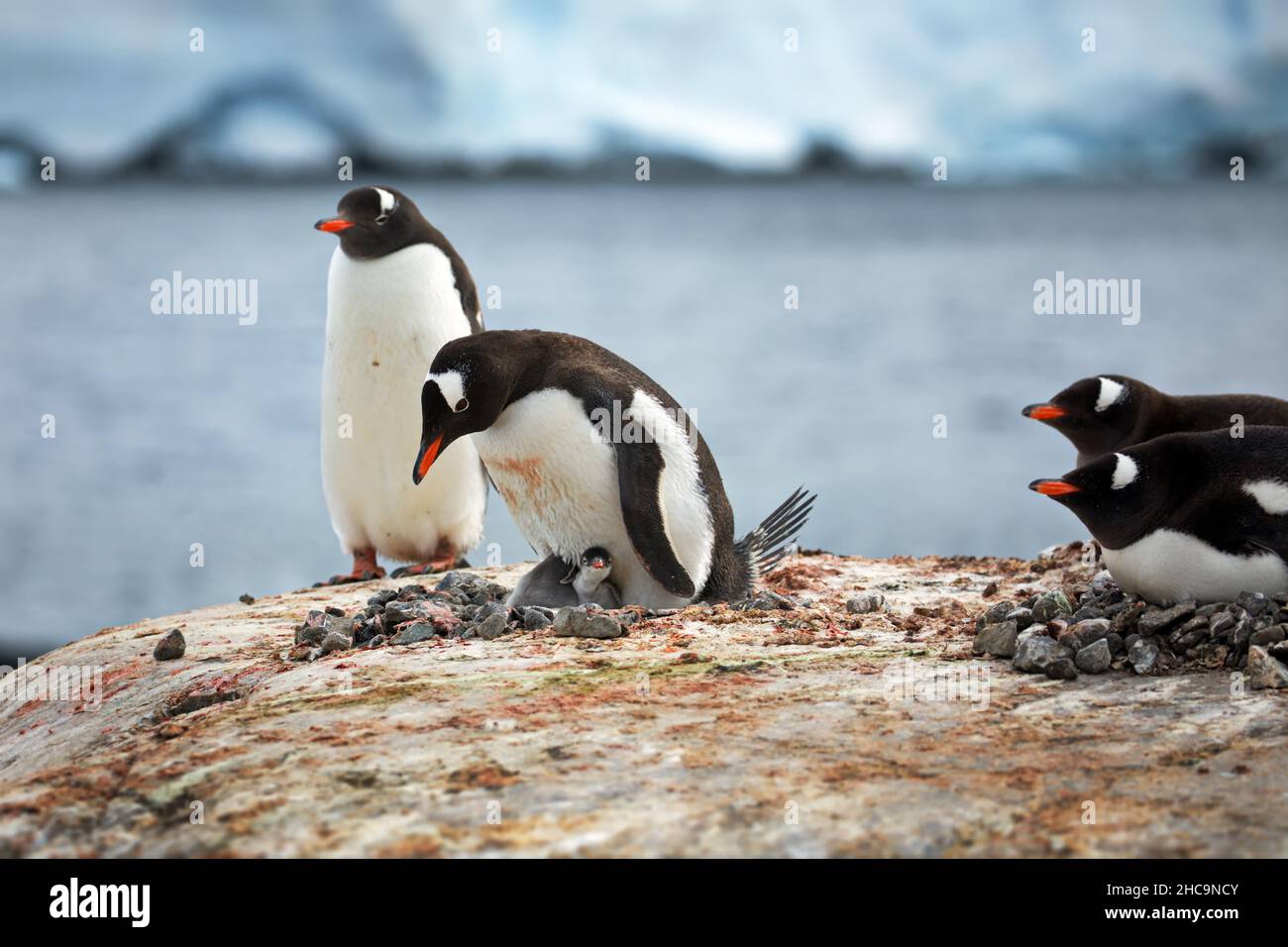 Penguins in their natural habitat in Antarctica Stock Photo - Alamy