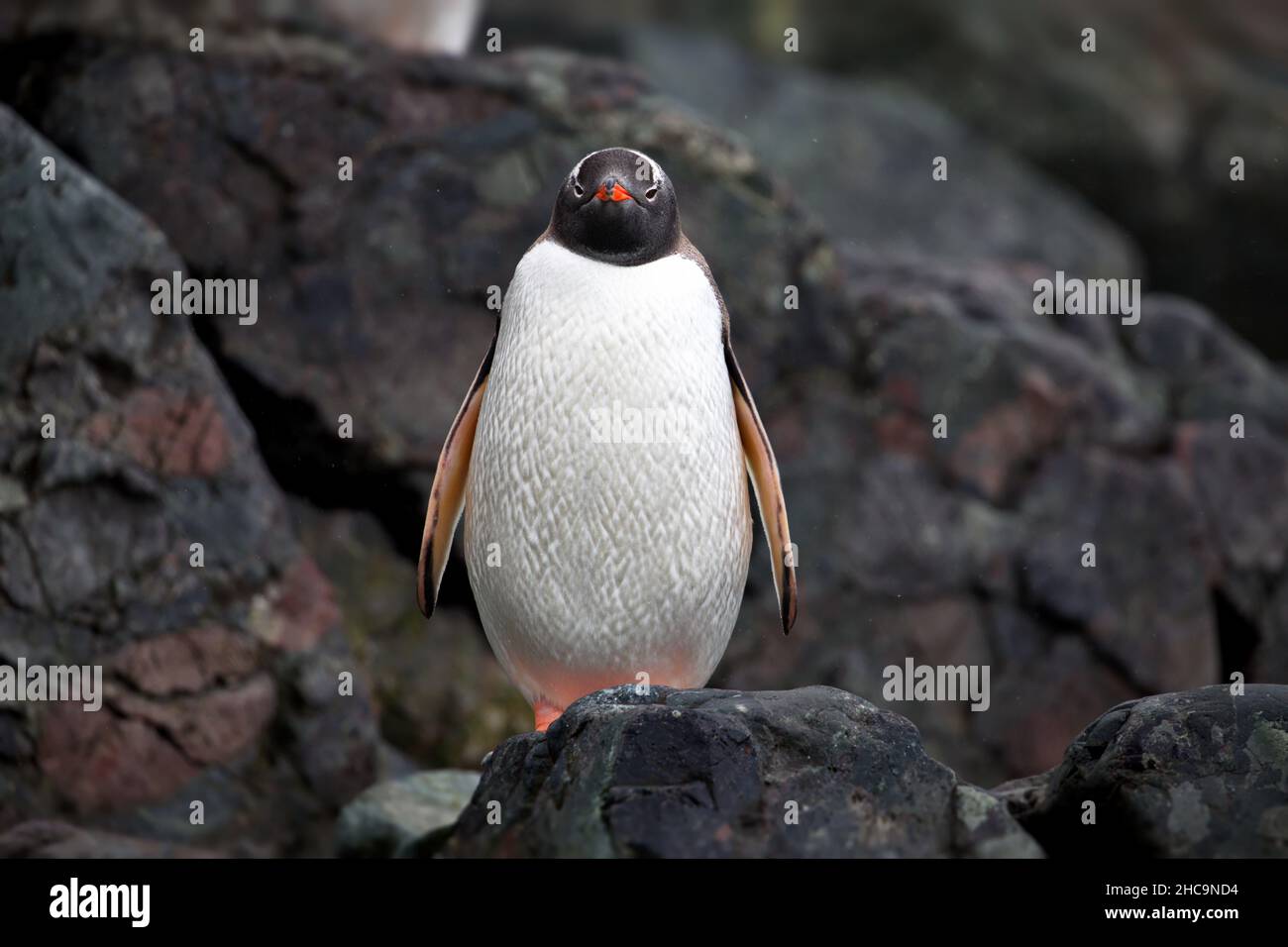 Cute penguins in the snowy Antarctica Continent Stock Photo - Alamy