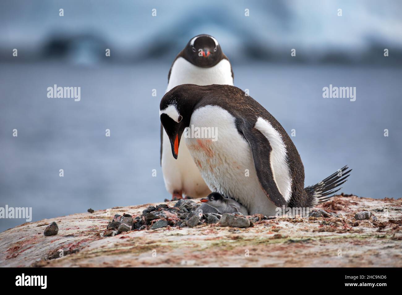 A mother penguin looking to her child and the father standing next to ...