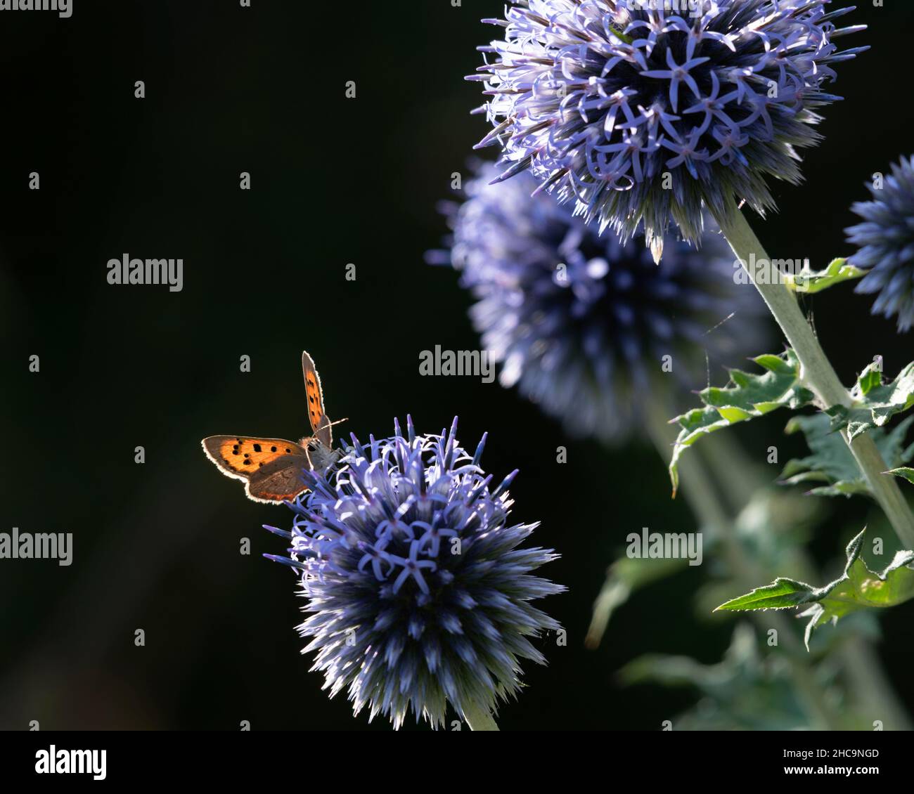 A Small Copper Butterfly (Lycaena Phlaeas) Basking on a Blue Globe ...