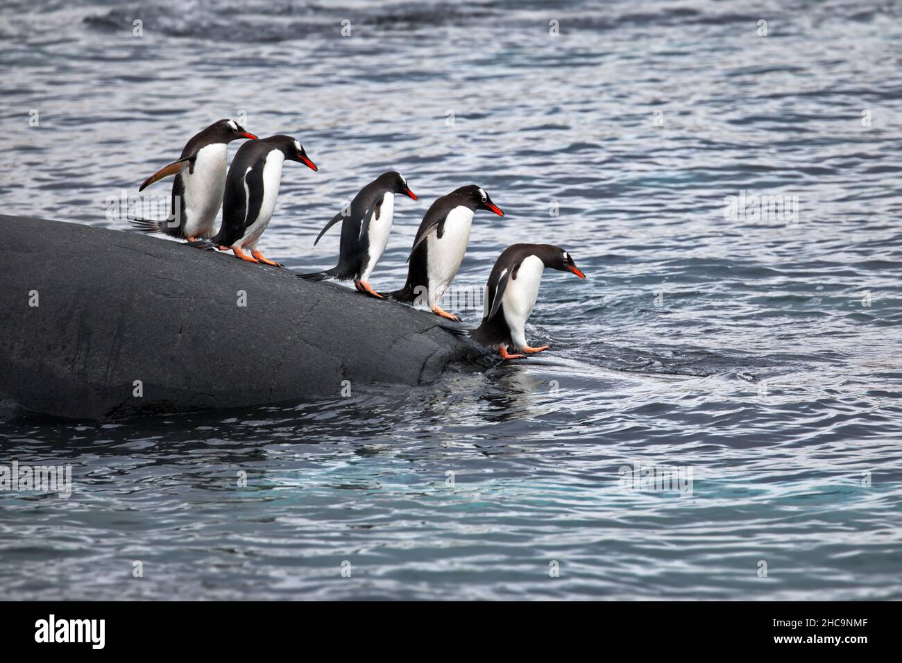 Penguins in their natural habitat in Antarctica Stock Photo - Alamy