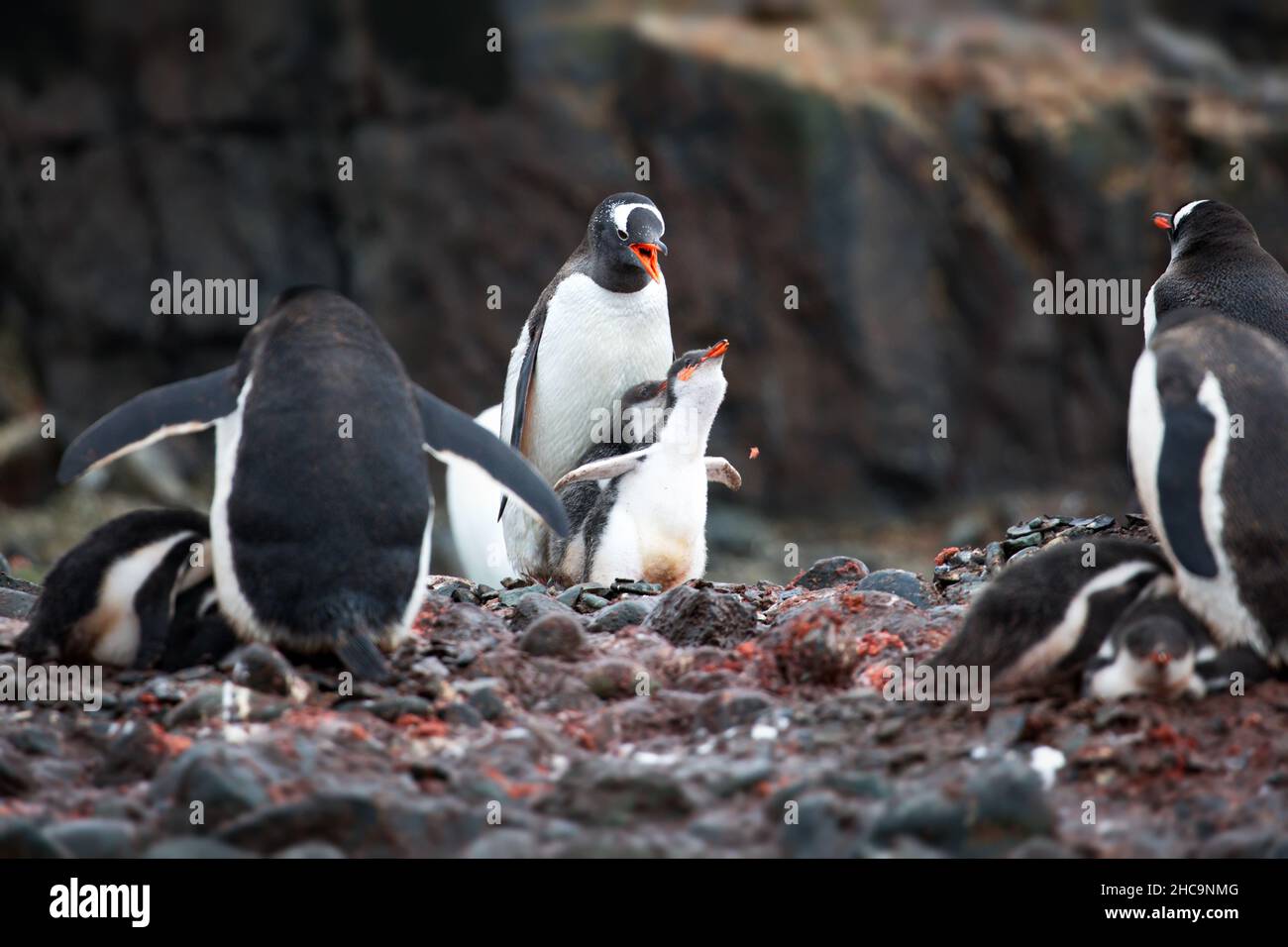Cute penguins in the snowy Antarctica Continent Stock Photo - Alamy