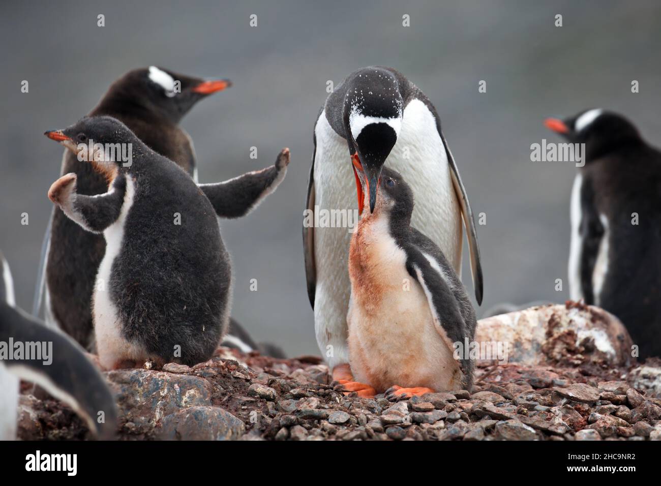 Penguins in their natural habitat in Antarctica Stock Photo - Alamy