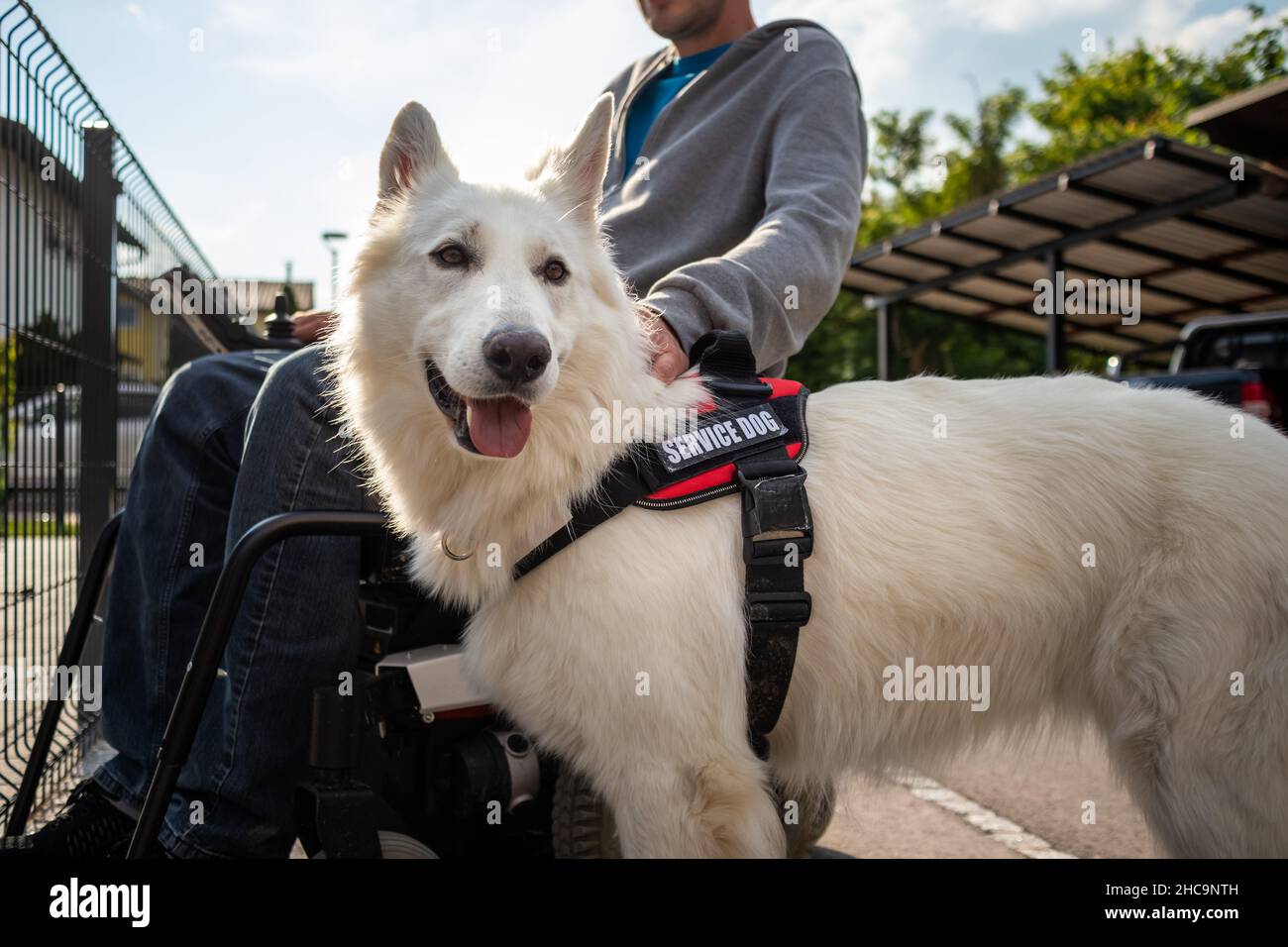 Man with disability with his service dog using electric wheelchair ...