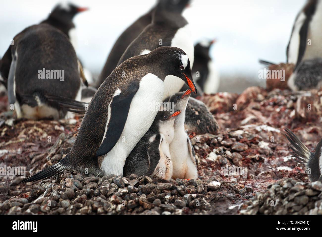 Penguins in their natural habitat in Antarctica Stock Photo - Alamy