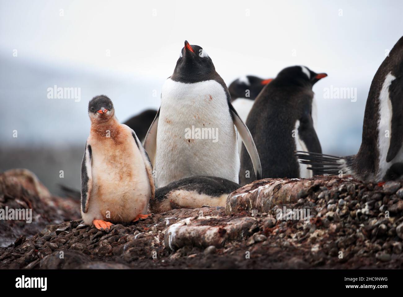 Cute penguins in the snowy Antarctica Continent Stock Photo - Alamy