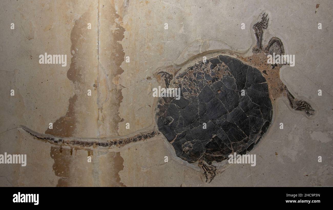 Fossil Turtle, Eocene, Wyoming, USA Stock Photo - Alamy