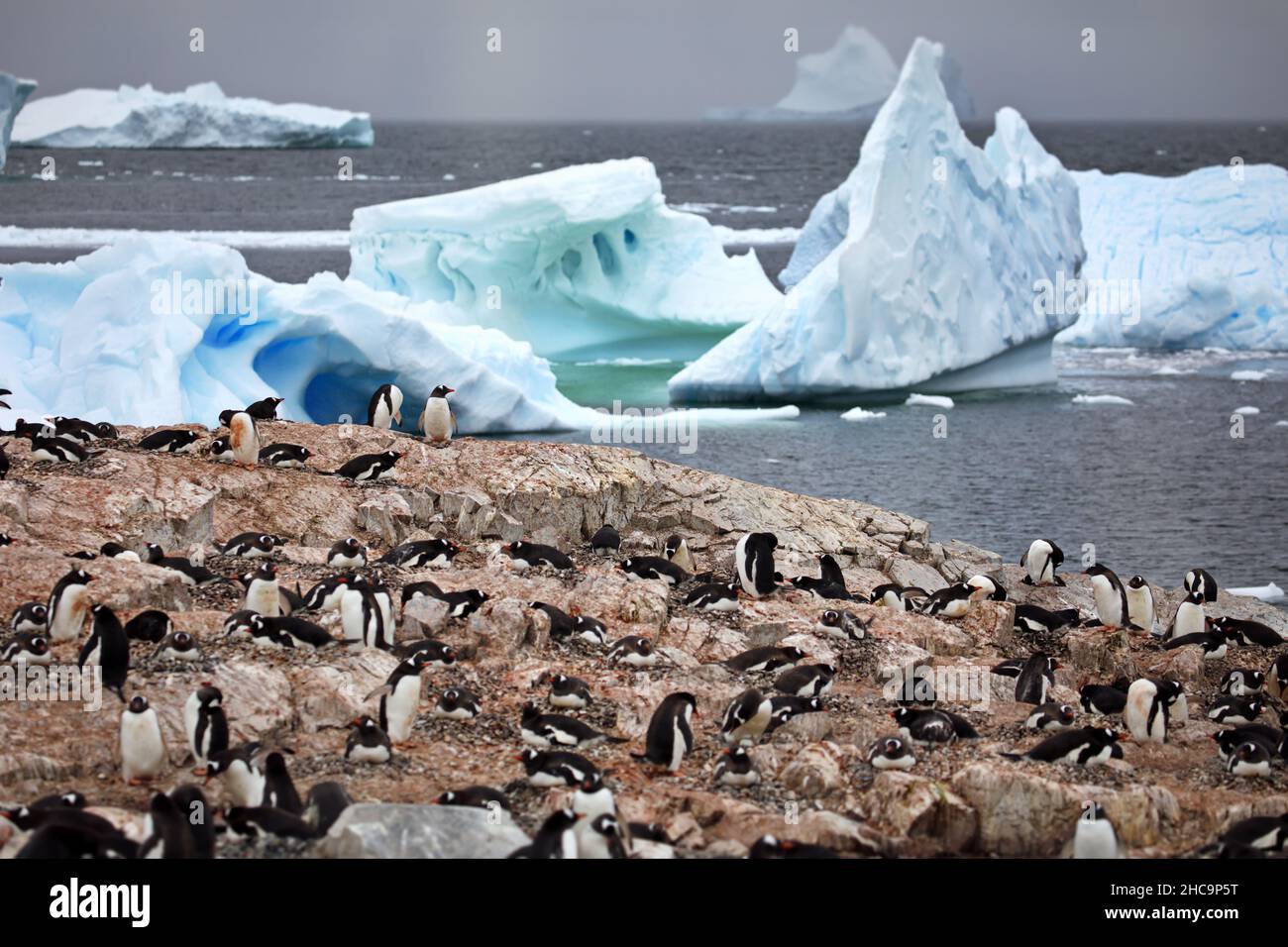 Cute penguins in the snowy Antarctica Continent Stock Photo - Alamy