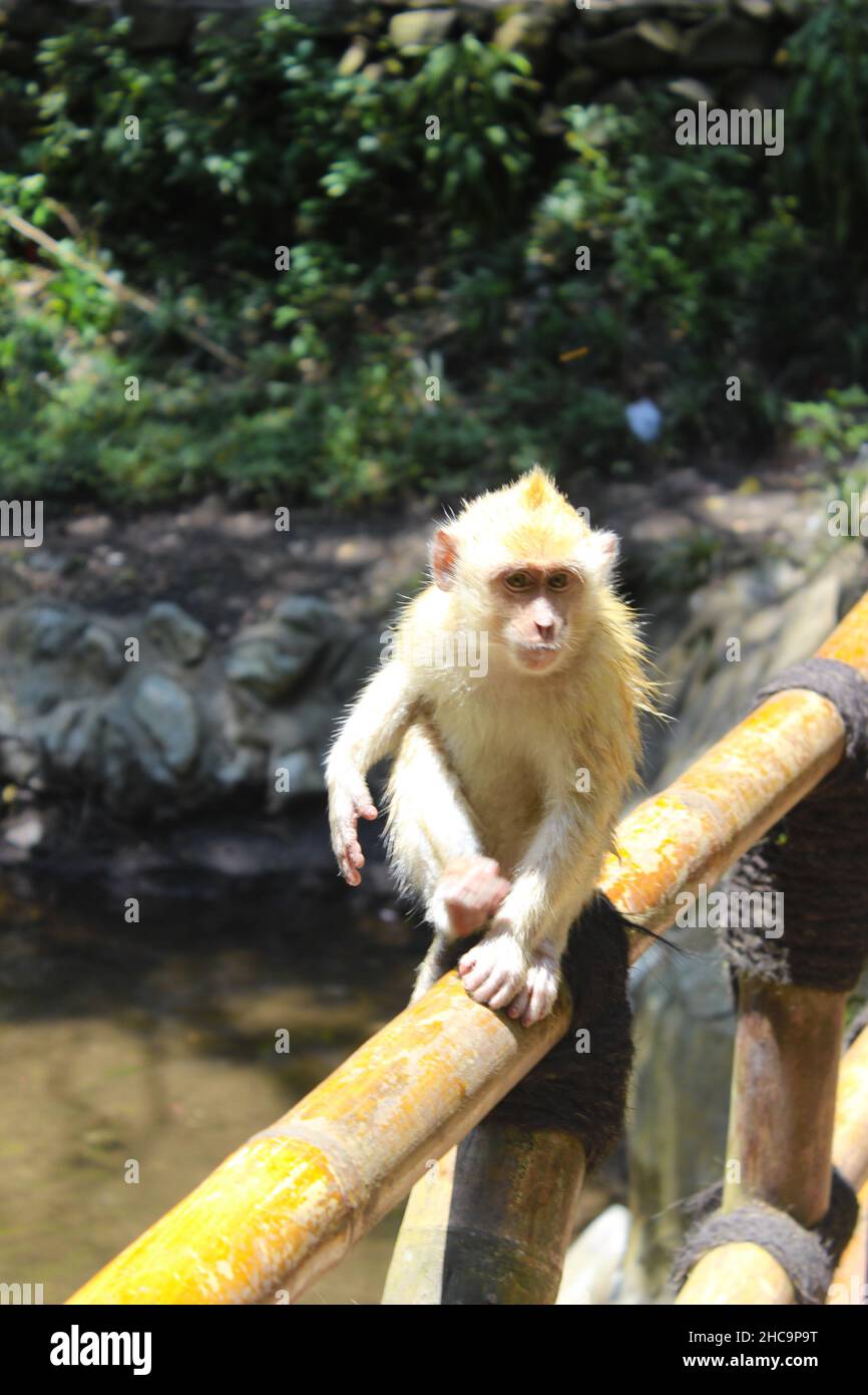 monkey playing on the handrail of a yellow bamboo bridge in the middle ...