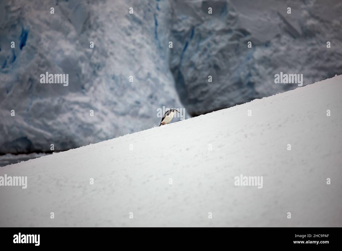 Cute penguins in the snowy Antarctica Continent Stock Photo - Alamy
