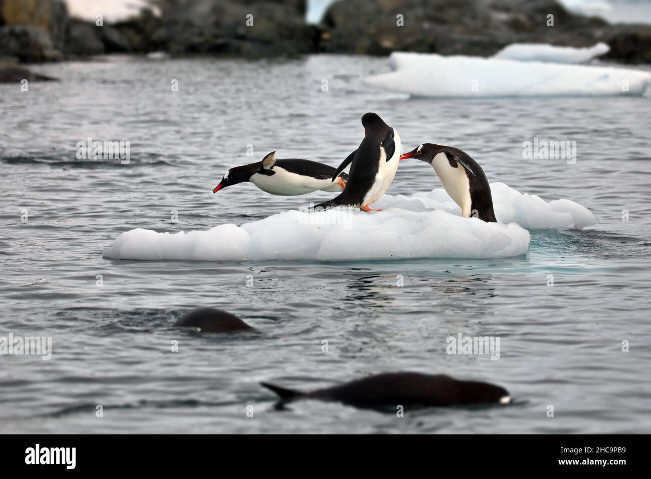 Adult penguins jumping into the water and swimming in Antarctica Stock ...