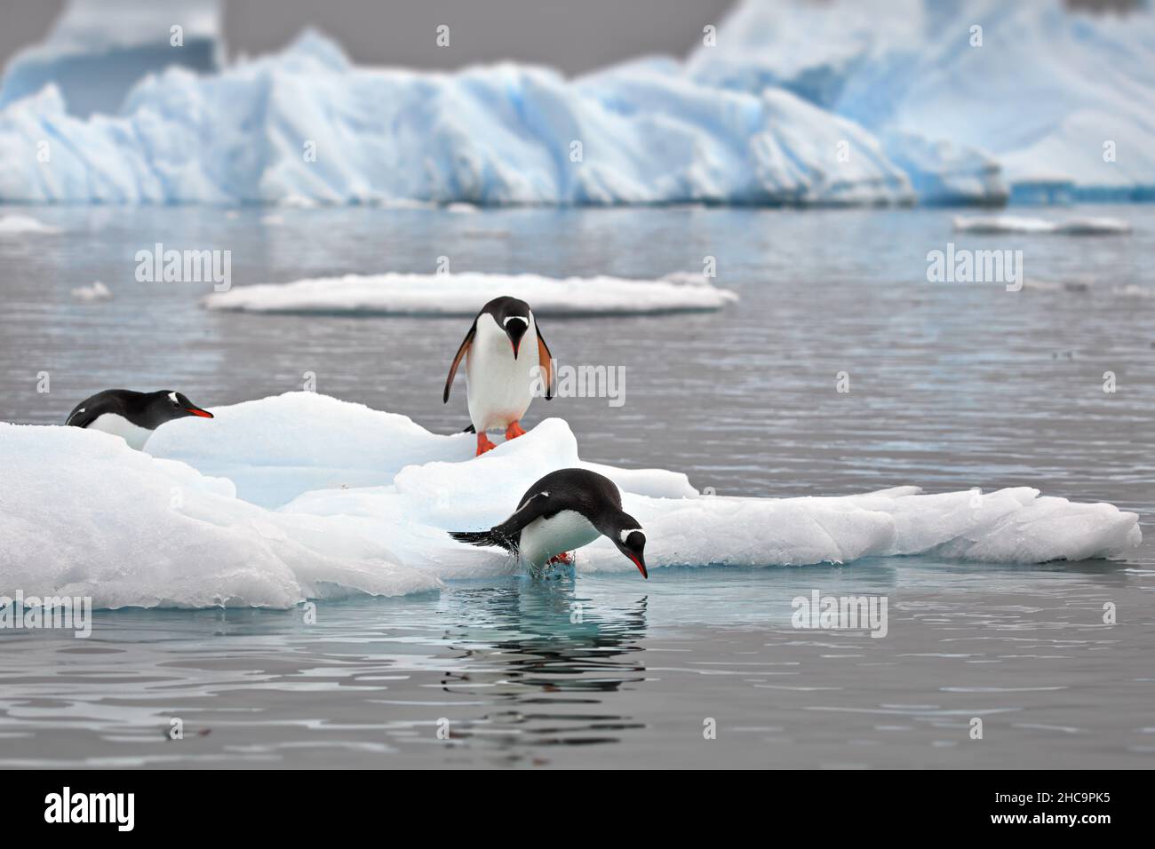 Cute penguins in the snowy Antarctica Continent Stock Photo - Alamy