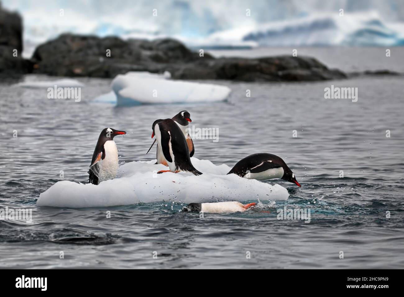 Cute penguins in the snowy Antarctica Continent Stock Photo - Alamy