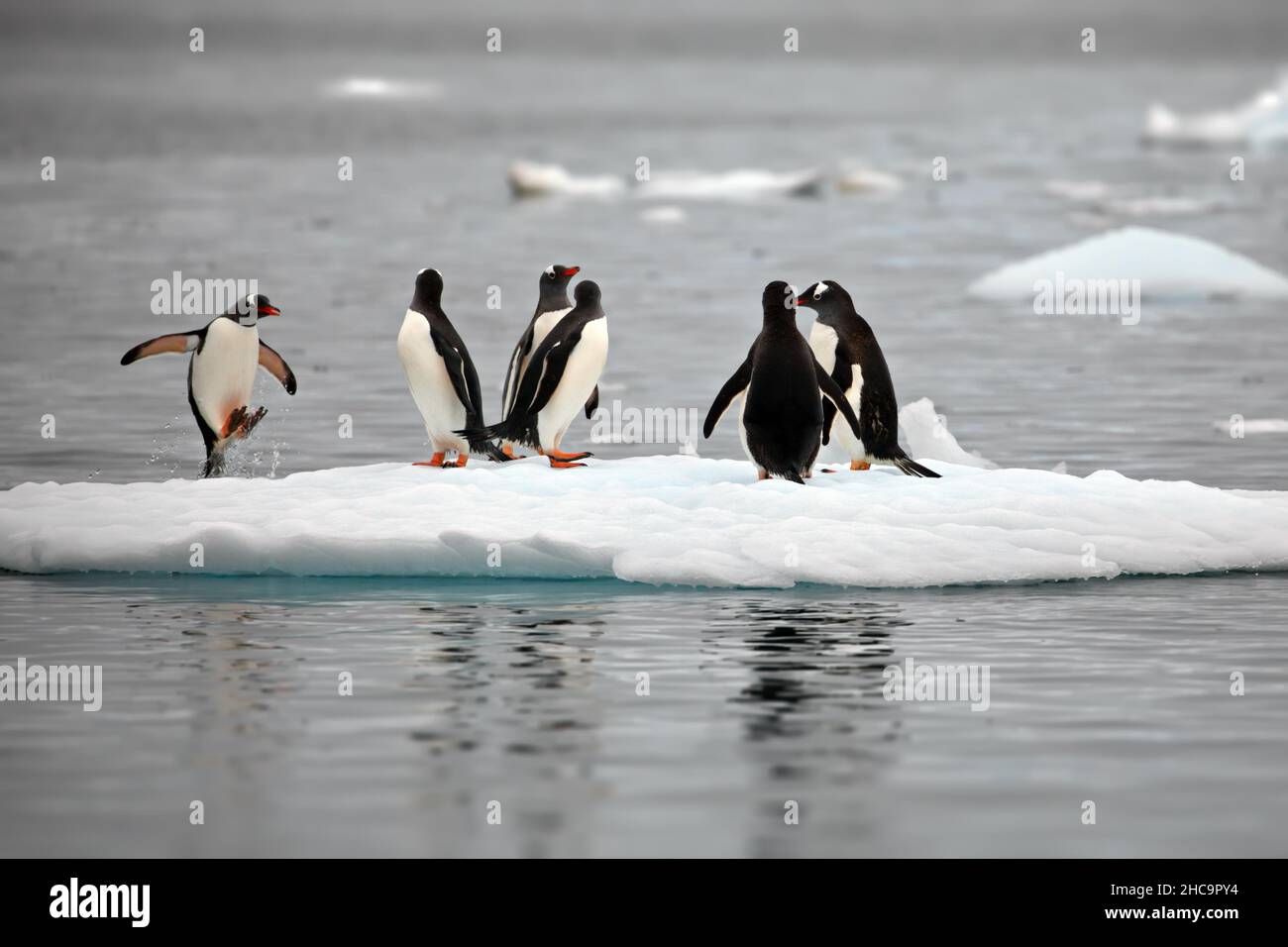 Cute penguins in the snowy Antarctica Continent Stock Photo - Alamy