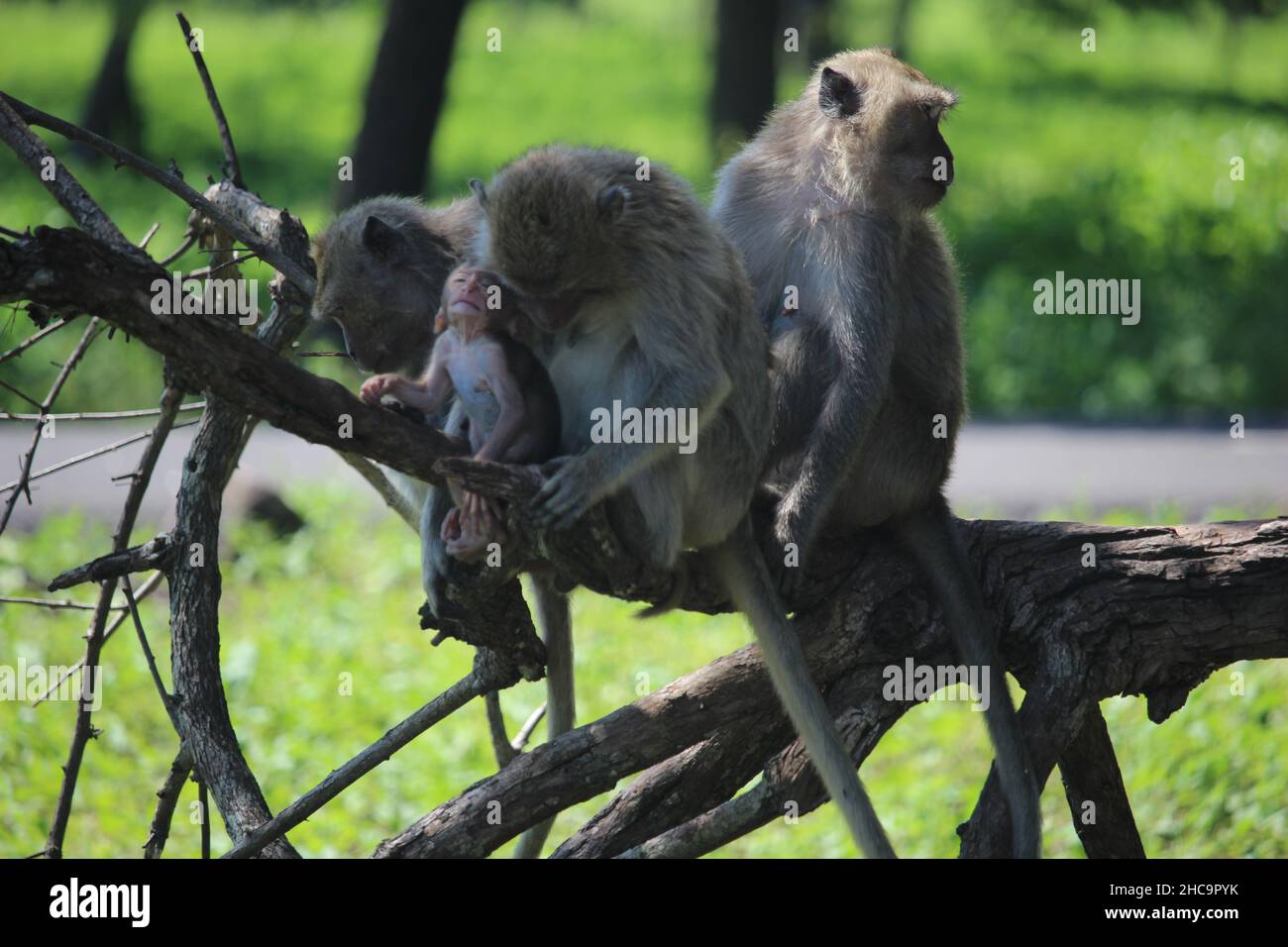 monkey chatting with his cute and spoiled family in the savanna of ...