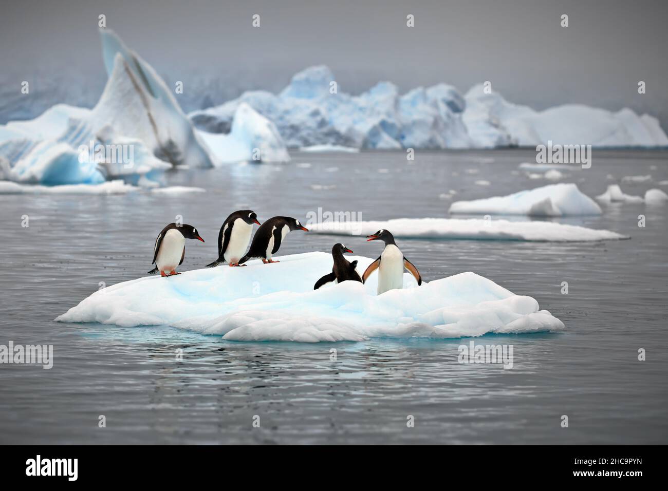 Cute penguins in the snowy Antarctica Continent Stock Photo - Alamy