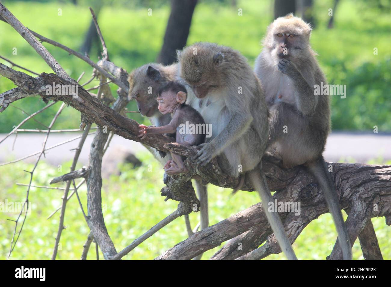 monkey chatting with his cute and spoiled family in the savanna of ...