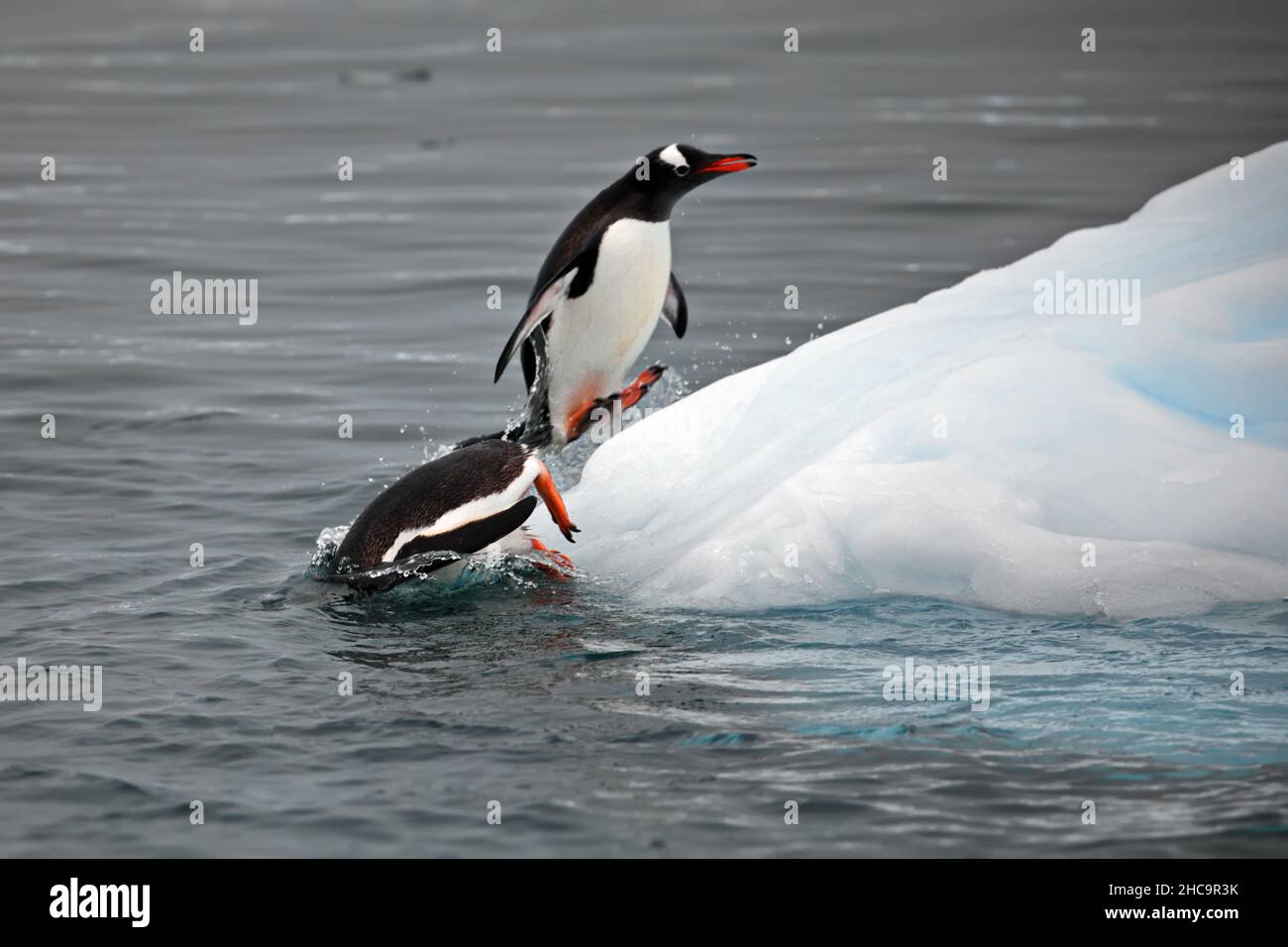 Stand out animals hi-res stock photography and images - Alamy