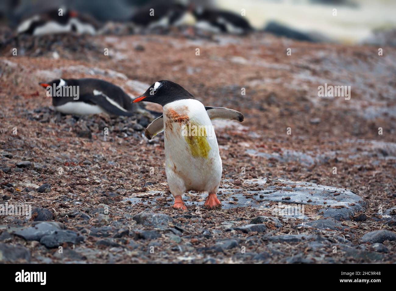Penguins natural habitat hi-res stock photography and images - Alamy