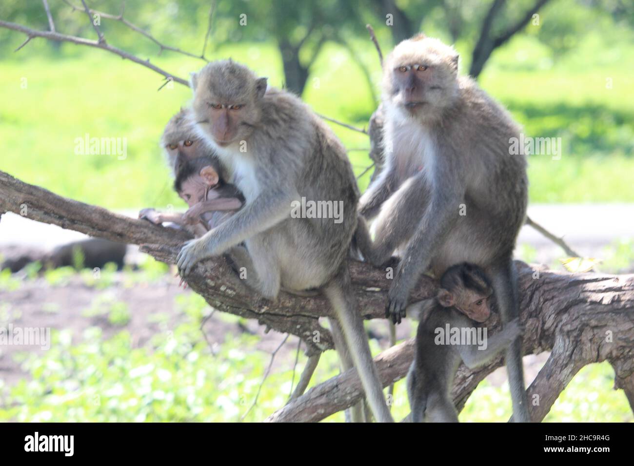 monkey chatting with his cute and spoiled family in the savanna of ...