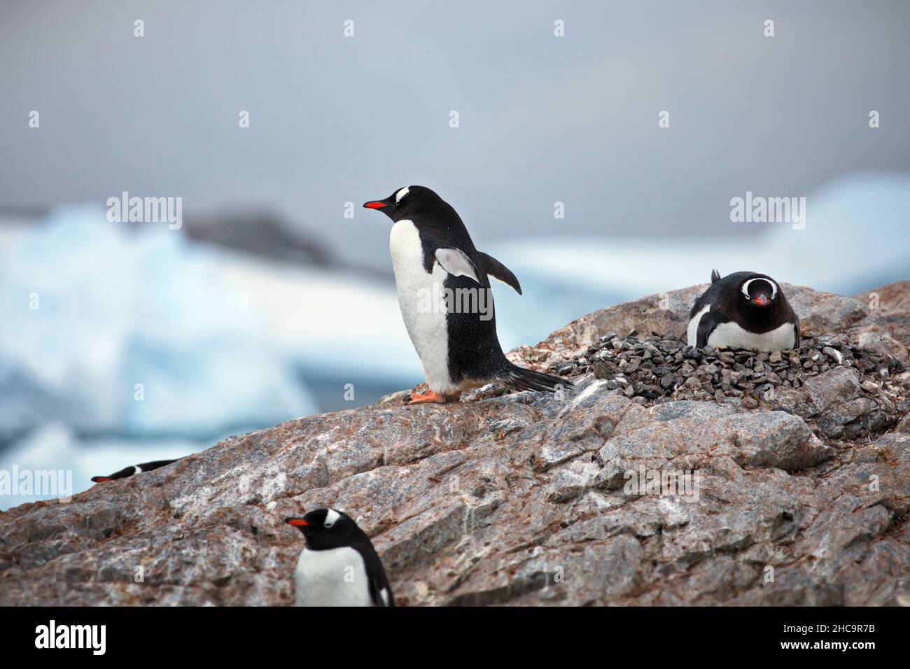 Penguins in their natural habitat in Antarctica Stock Photo - Alamy