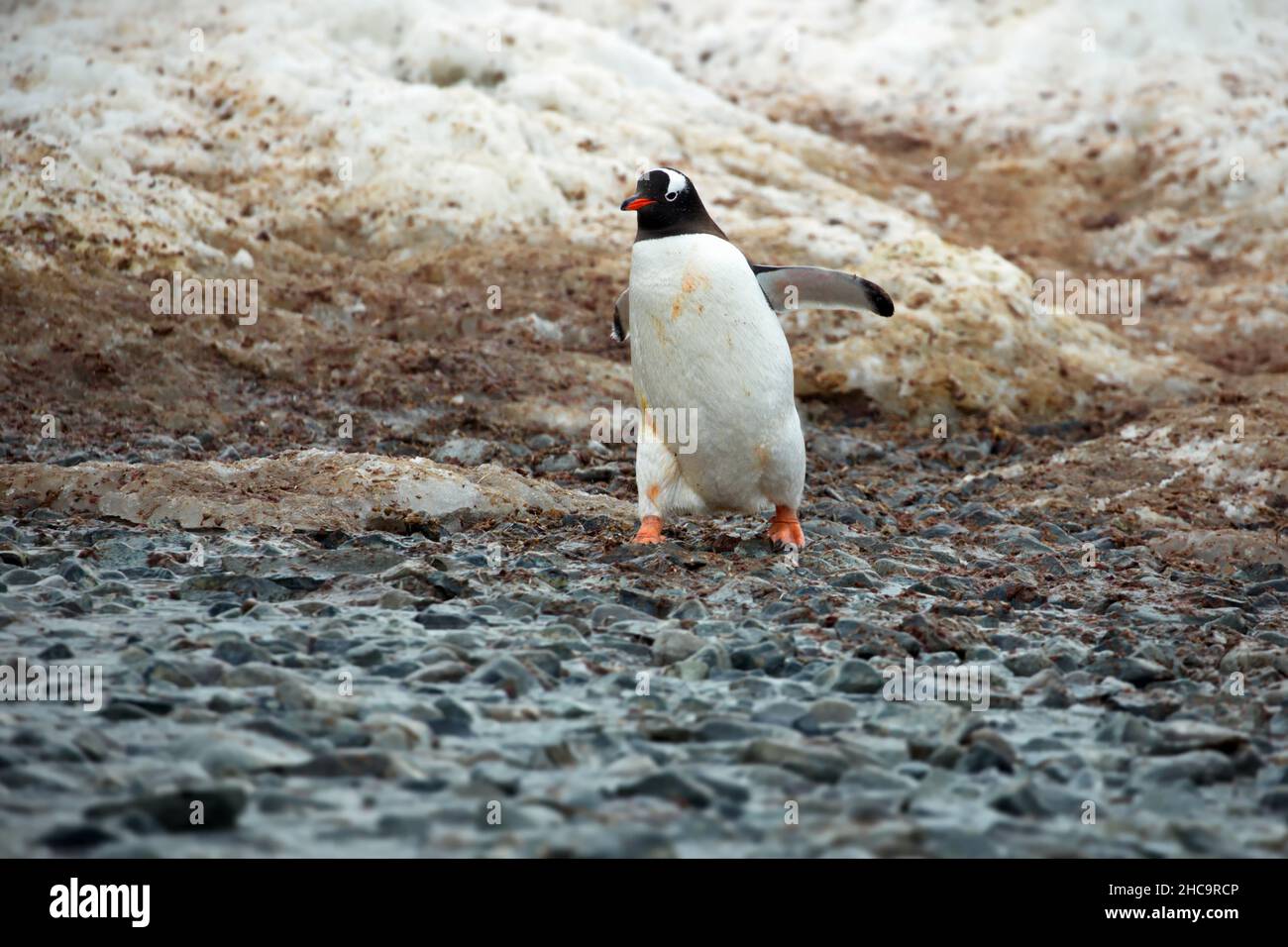 Penguin in its natural habitat in Antarctica Stock Photo - Alamy