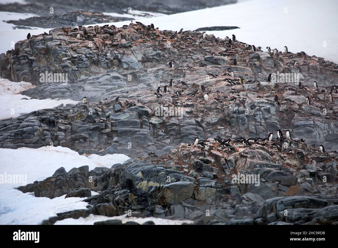 Group of penguins in their natural habitat in Antarctica Stock Photo ...