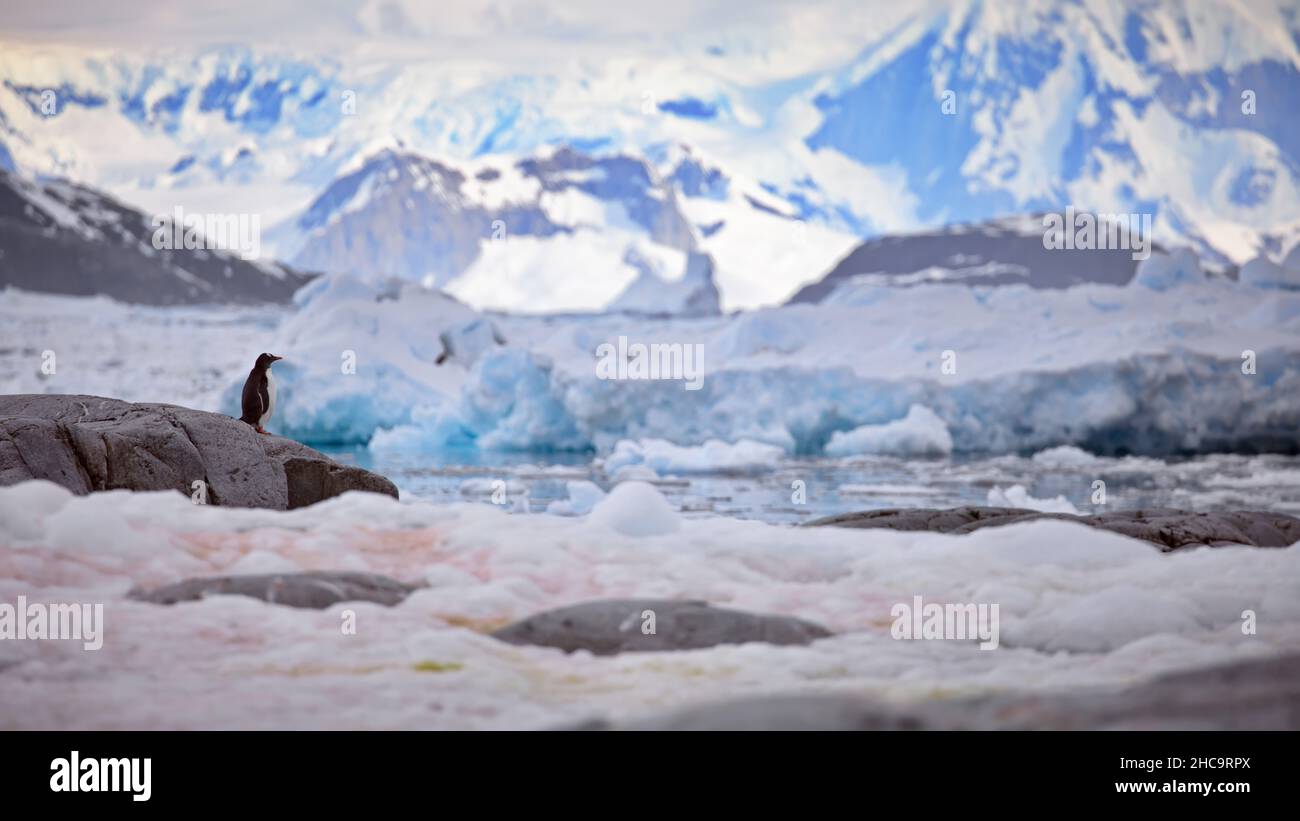 Penguin in its natural habitat in Antarctica Stock Photo - Alamy