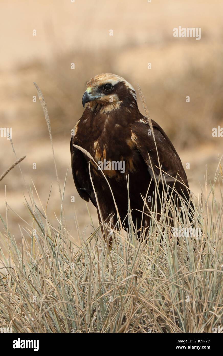 Western Marsh-harrier (Circus aeruginosus aeruginosus) female standing ...