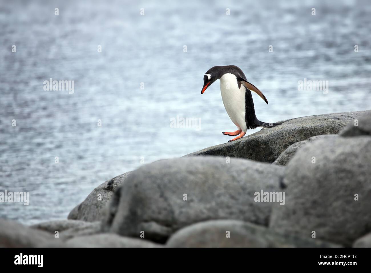 Penguin in its natural habitat in Antarctica Stock Photo - Alamy
