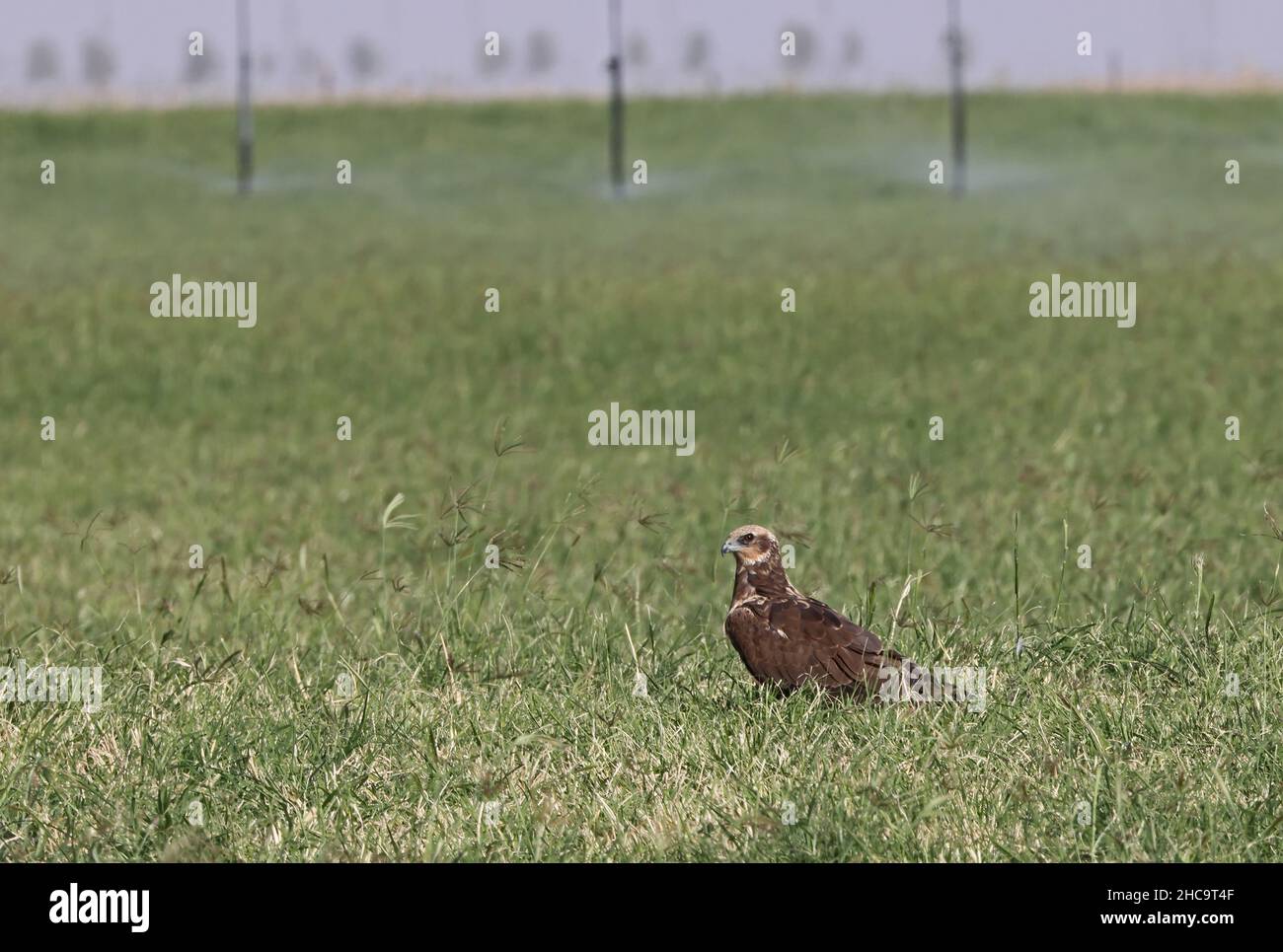 Western Marsh-harrier (Circus aeruginosus aeruginosus) female standing ...