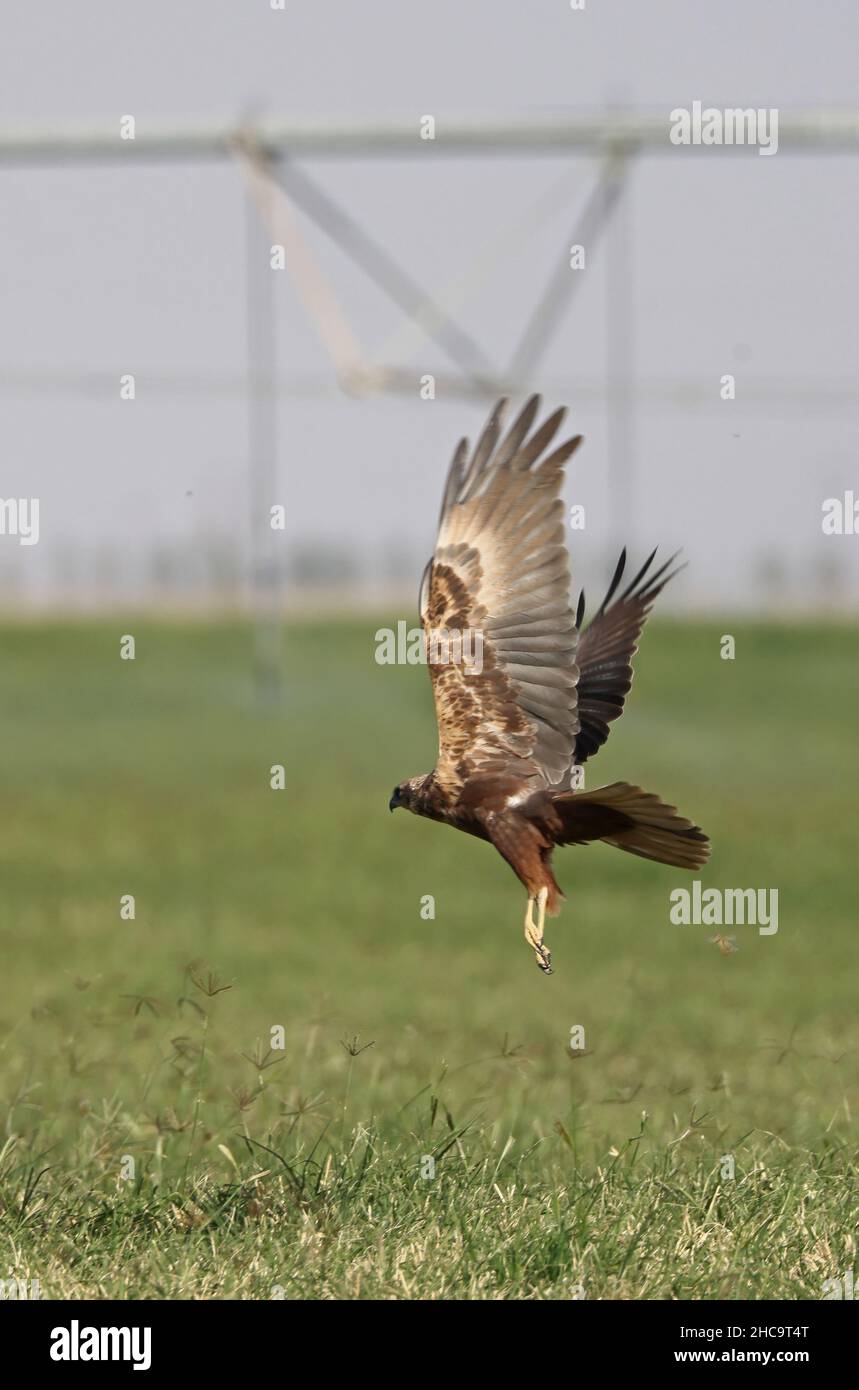 Western Marsh-harrier (Circus aeruginosus aeruginosus) female taking ...