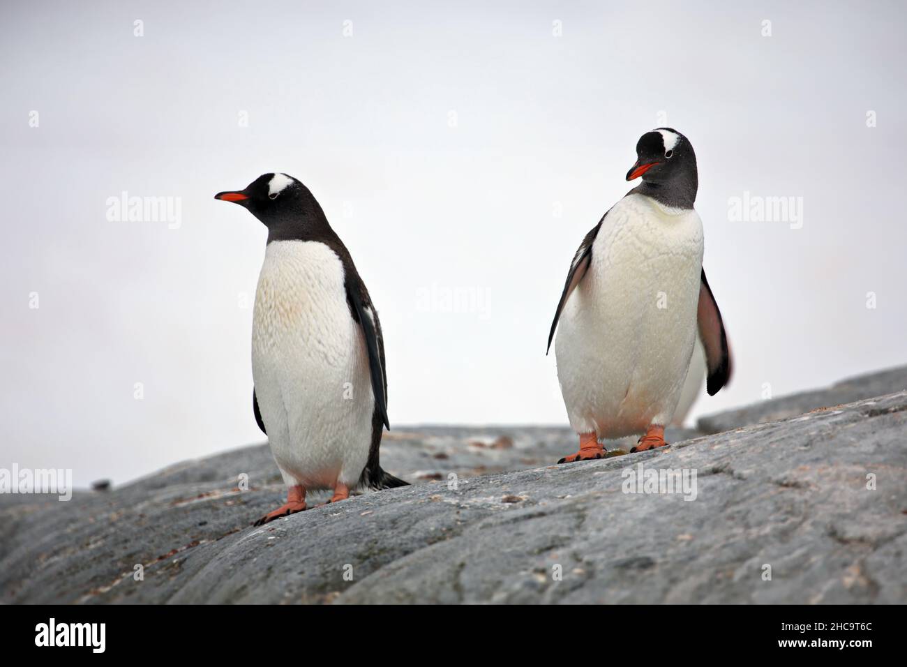 Cute penguins in the snowy Antarctica Continent Stock Photo - Alamy