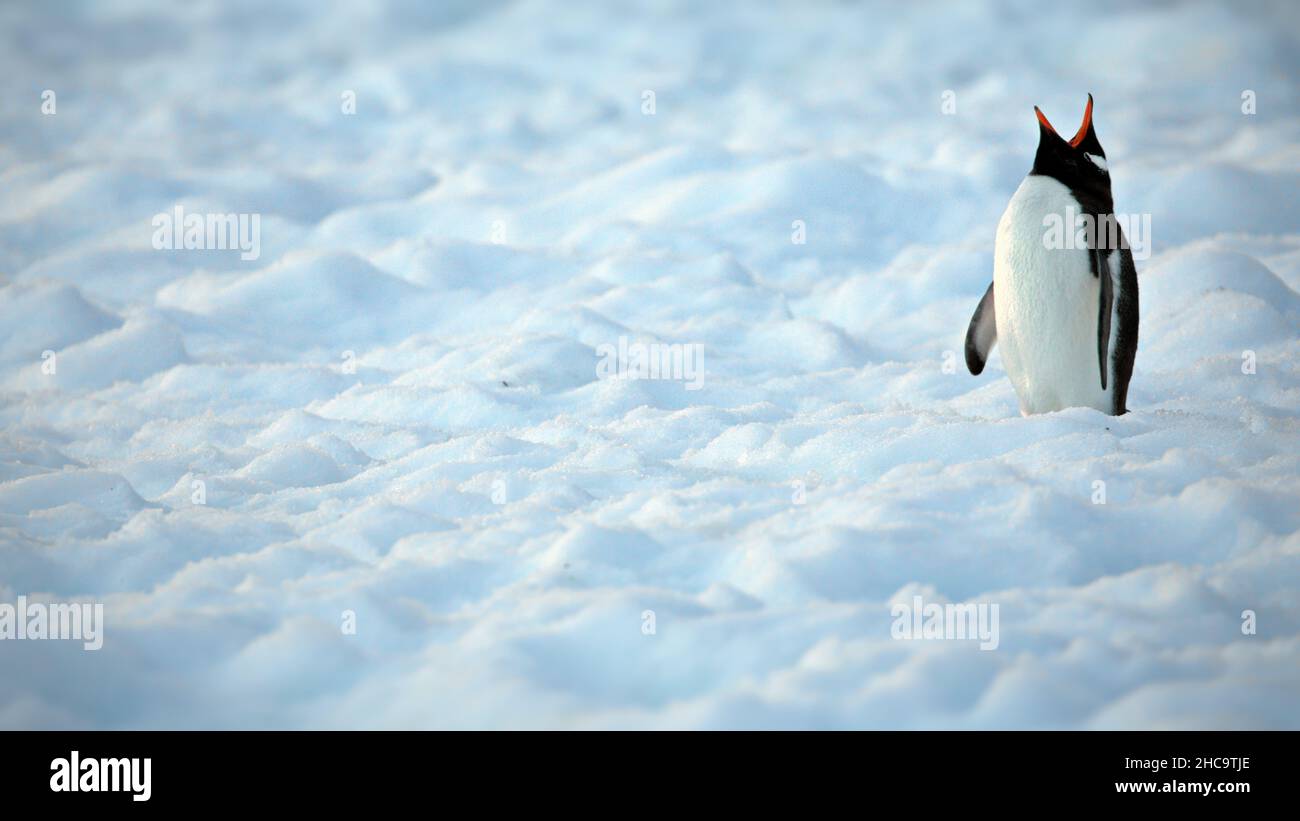 Cute penguins in the snowy Antarctica Continent Stock Photo - Alamy