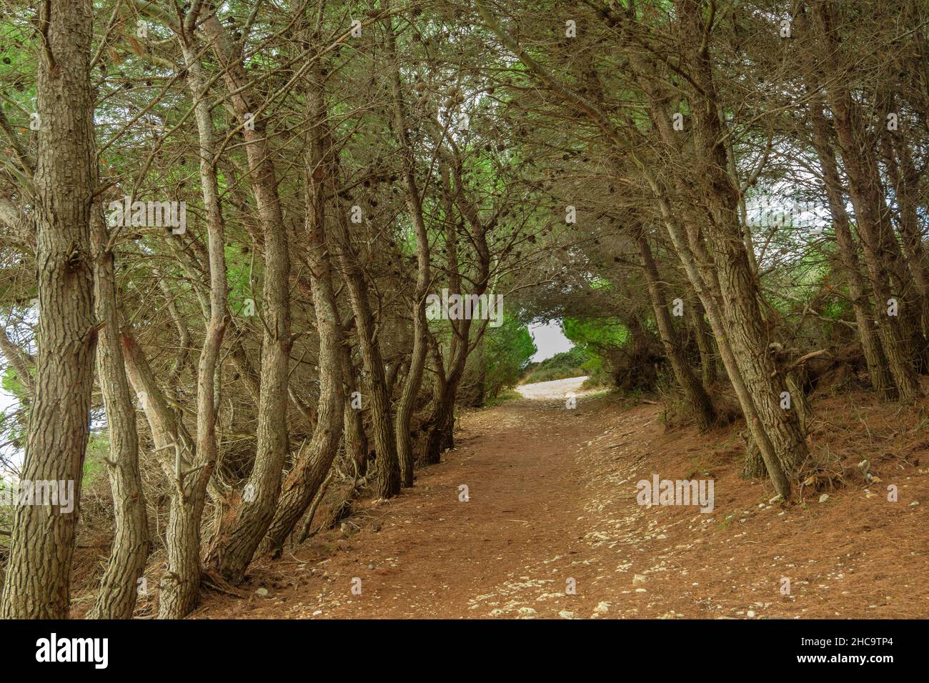 Trees forming tunnel hi-res stock photography and images - Alamy