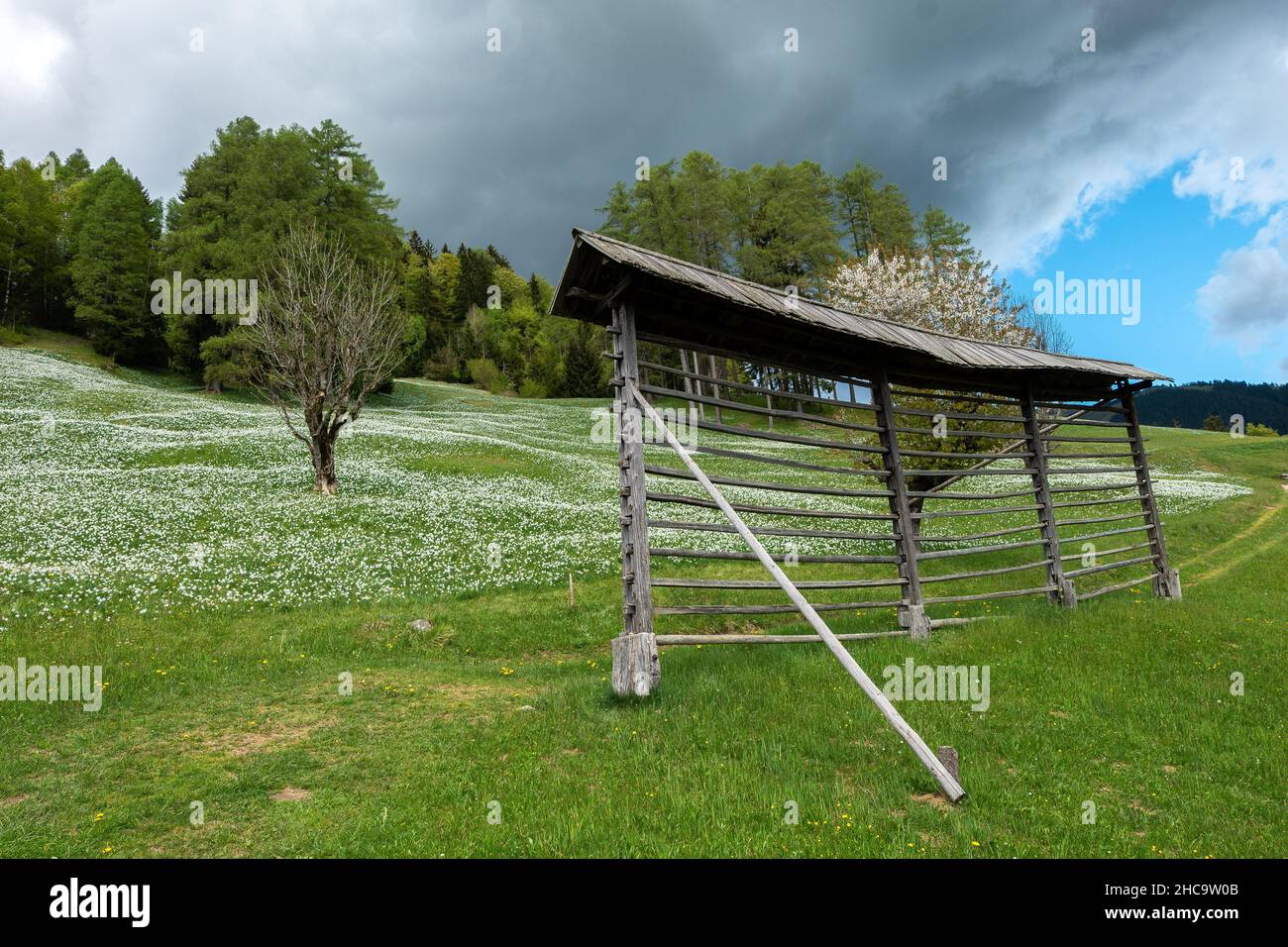 A meadow full of daffodils near Plavški rovt (Slovenia) with a hay rack ...