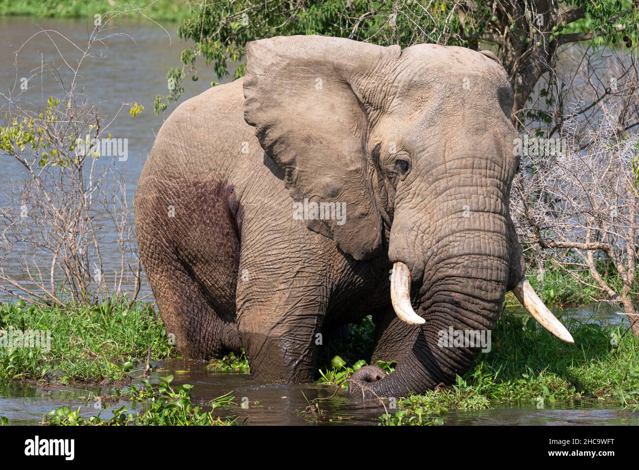 African elephant (Loxodonta africana), Murchison Falls National Park ...